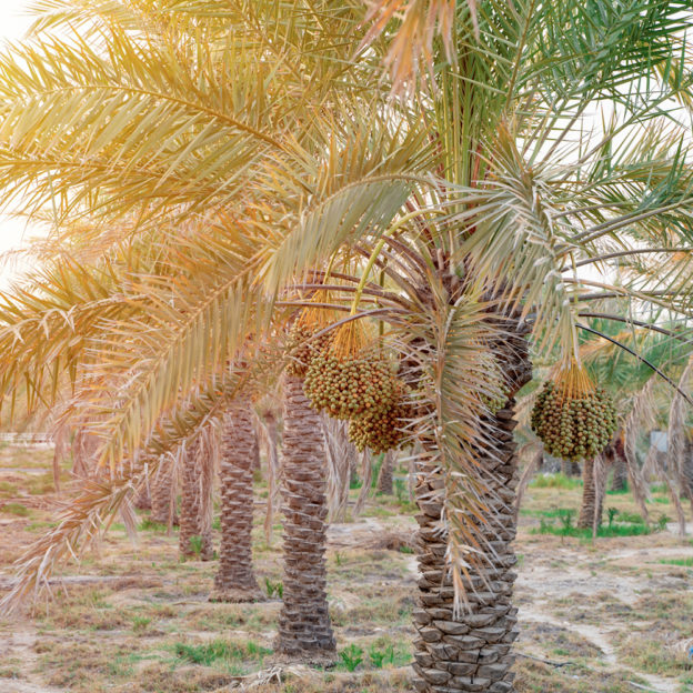 Deglet Date Palms for Sale | Desert Empire Palms
