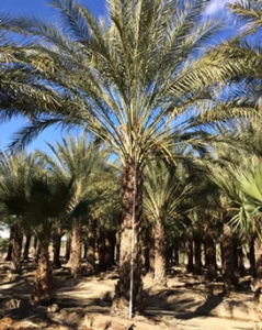 California Palm Trees for Sale | Desert Empire Palms