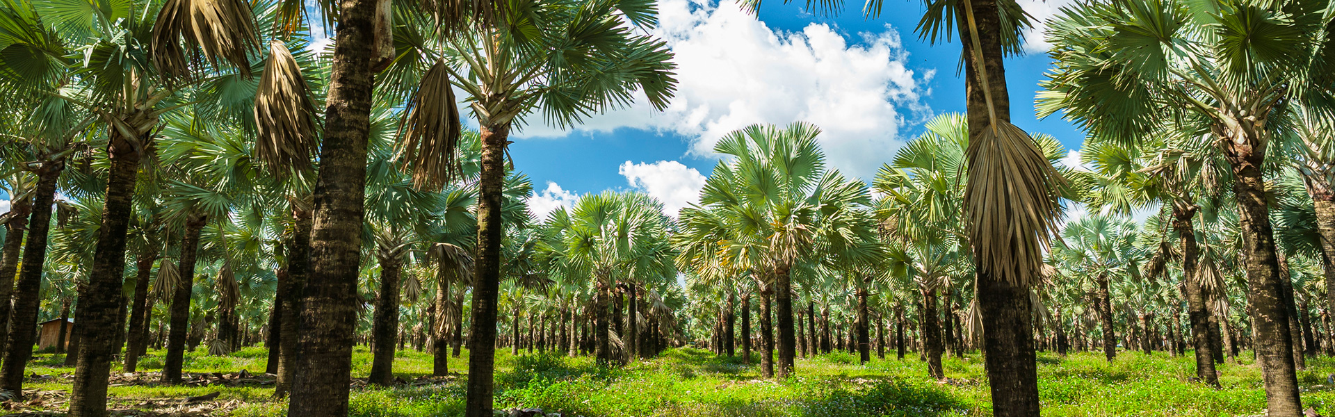 California Fan Palms for Sale | Desert Empire Palms