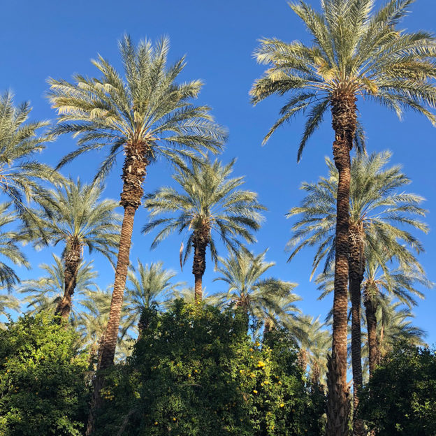 Medjool Date Palms for Sale | Desert Empire Palms