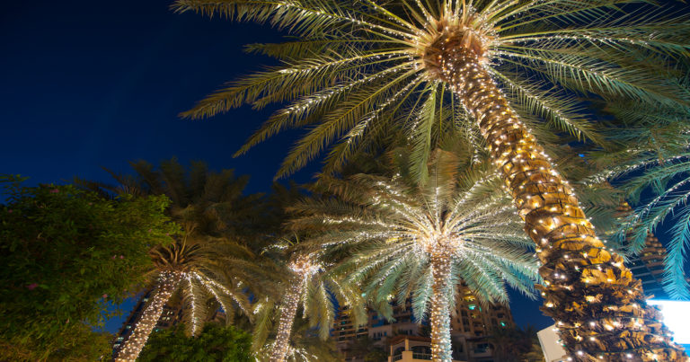 4 Ways to Protect Your Palm Trees from Winter Temps - Desert Empire Palms