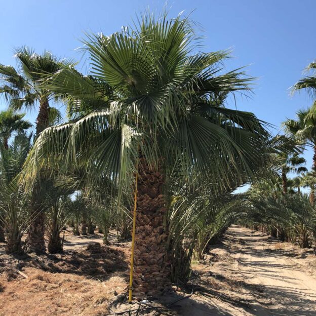 California Fan Palms for Sale | Desert Empire Palms