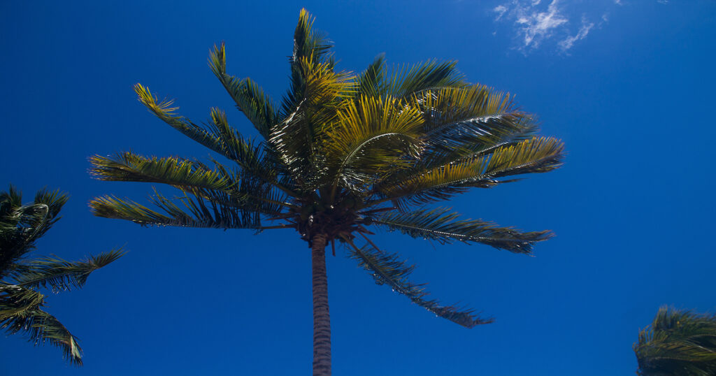 Palm Tree Shock: What to Watch For, What to Do - Desert Empire Palms